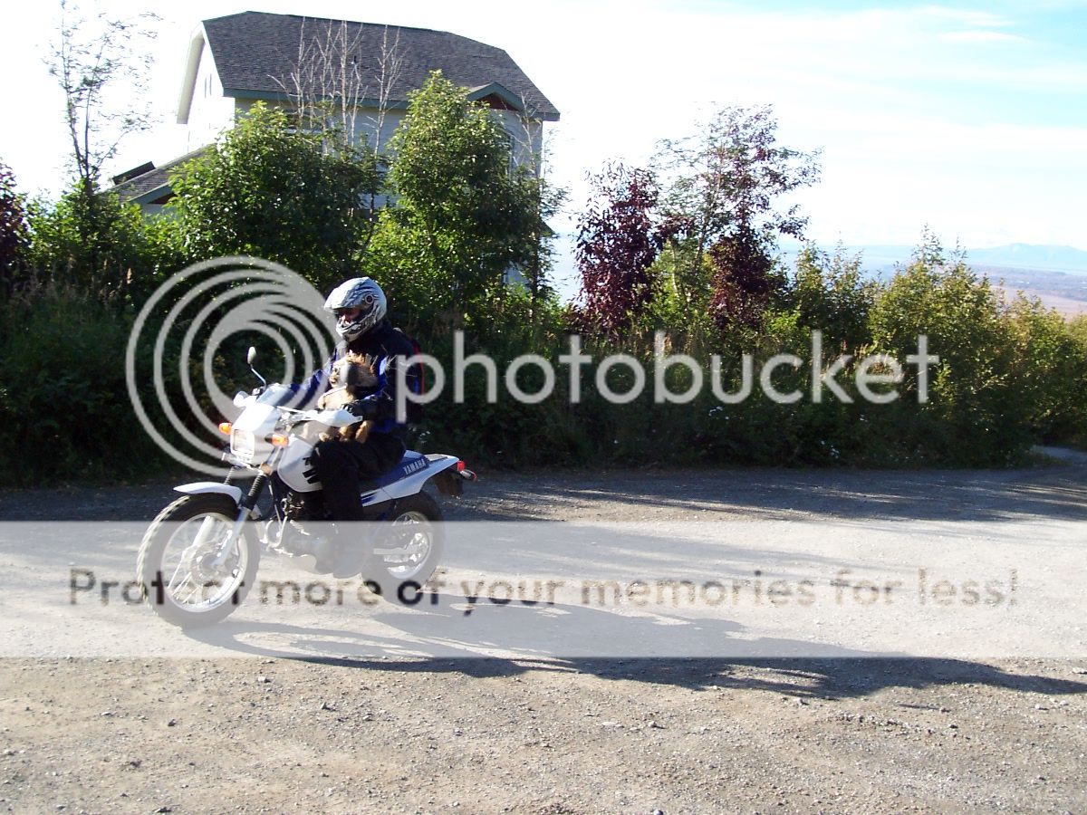 Tall rider pics? | TW200 Forum