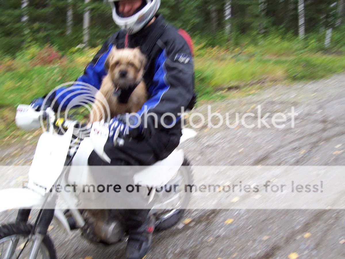 Tall rider pics? | TW200 Forum