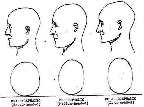 Your cephalic index? - Page 13