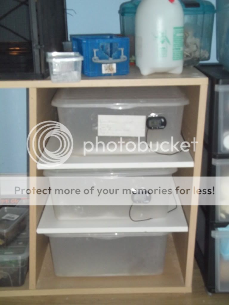 rack and thermostat probe | Reptile Forums