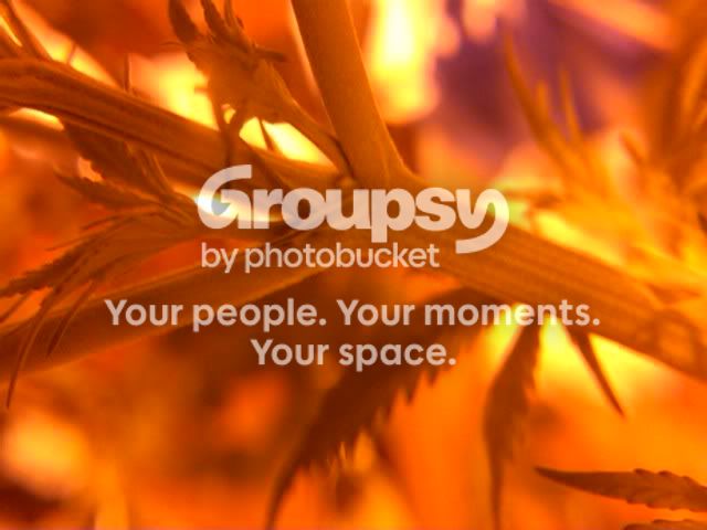 Hermie??? | Grasscity.Forum|The World’s Largest Cannabis & Weed Community