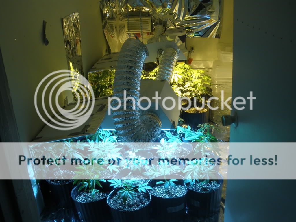 First Grow Ever!! Bluberry, Ice, Power Plant, Super Skunk! | Grasscity ...