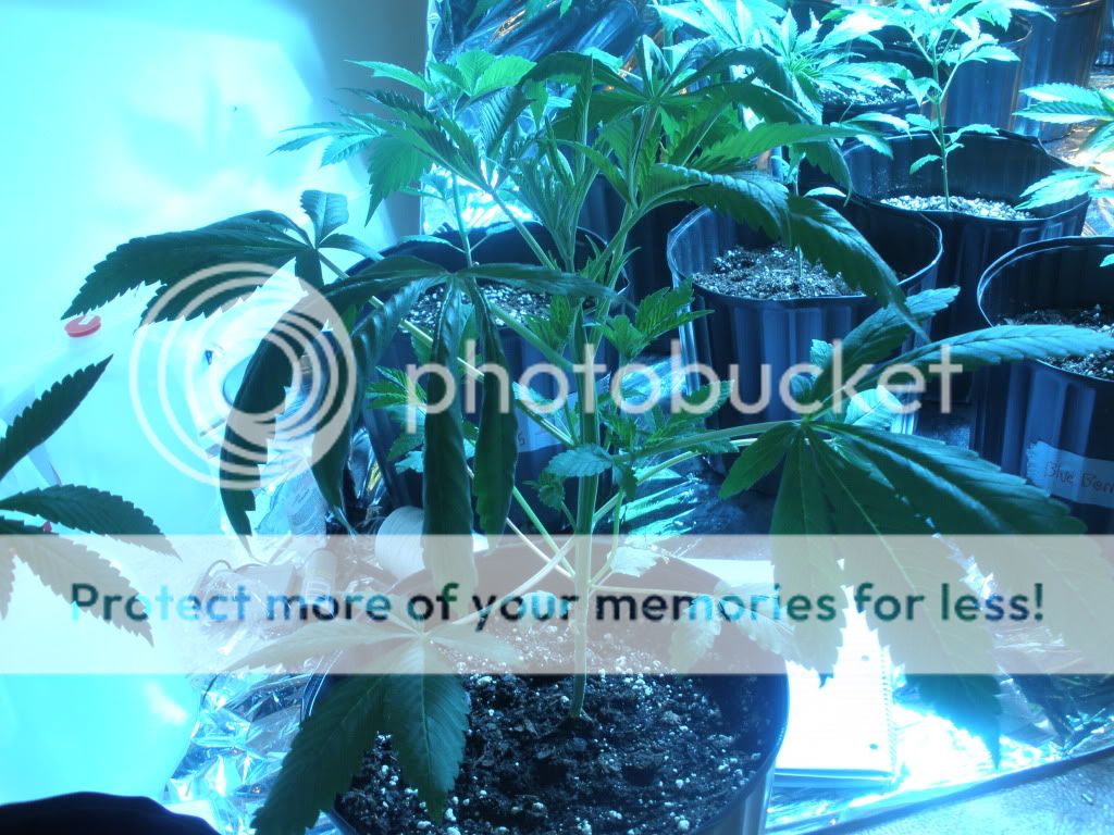 First Grow Ever!! Bluberry, Ice, Power Plant, Super Skunk! | Grasscity ...