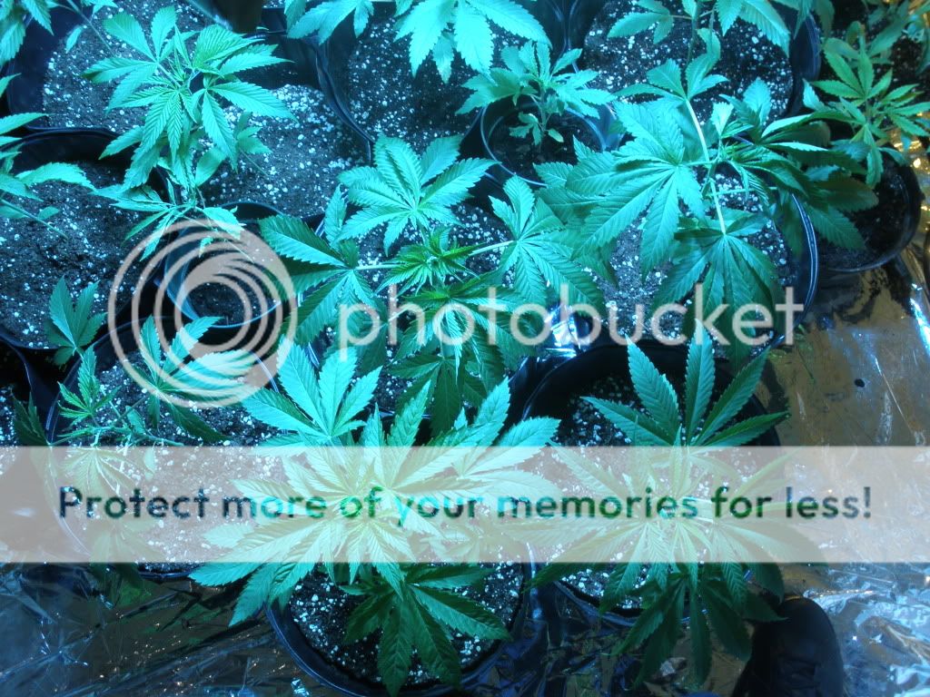 First Grow Ever!! Bluberry, Ice, Power Plant, Super Skunk! | Grasscity ...