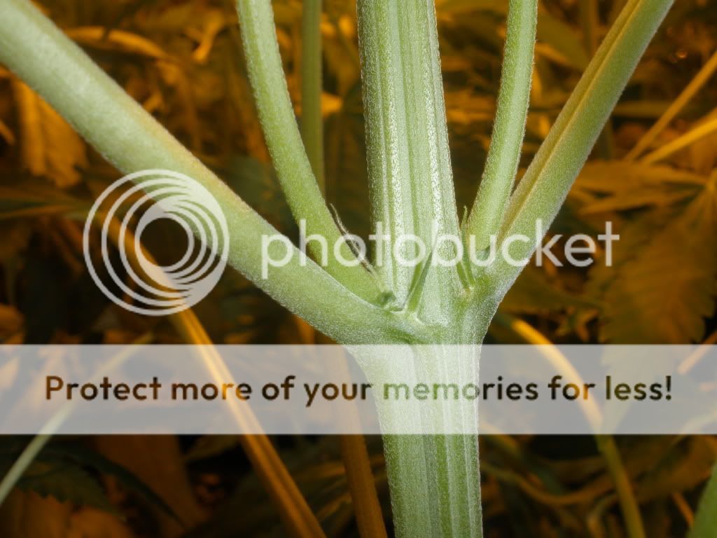 Showing sex already???????????????????? | Grasscity Forums - The #1 ...