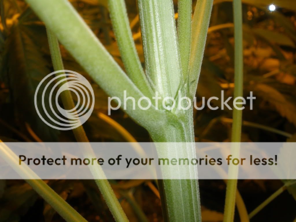 Showing sex already???????????????????? | Grasscity Forums - The #1 ...