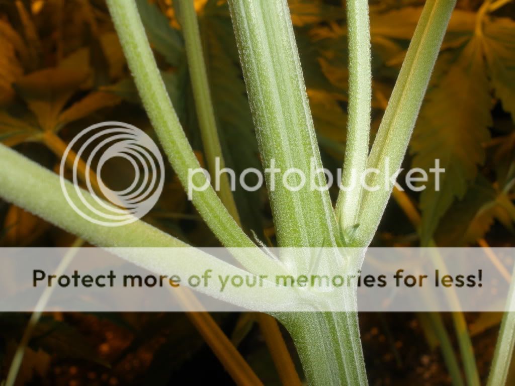 Showing sex already???????????????????? | Grasscity Forums - The #1 ...