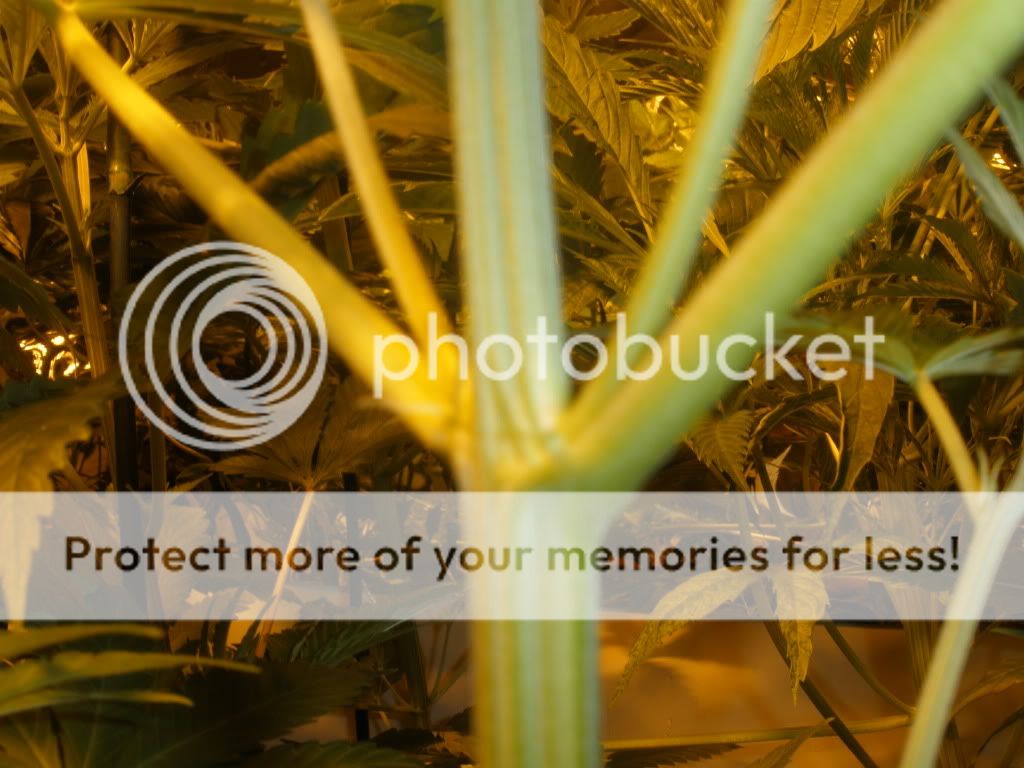 Showing sex already???????????????????? | Grasscity Forums - The #1 ...