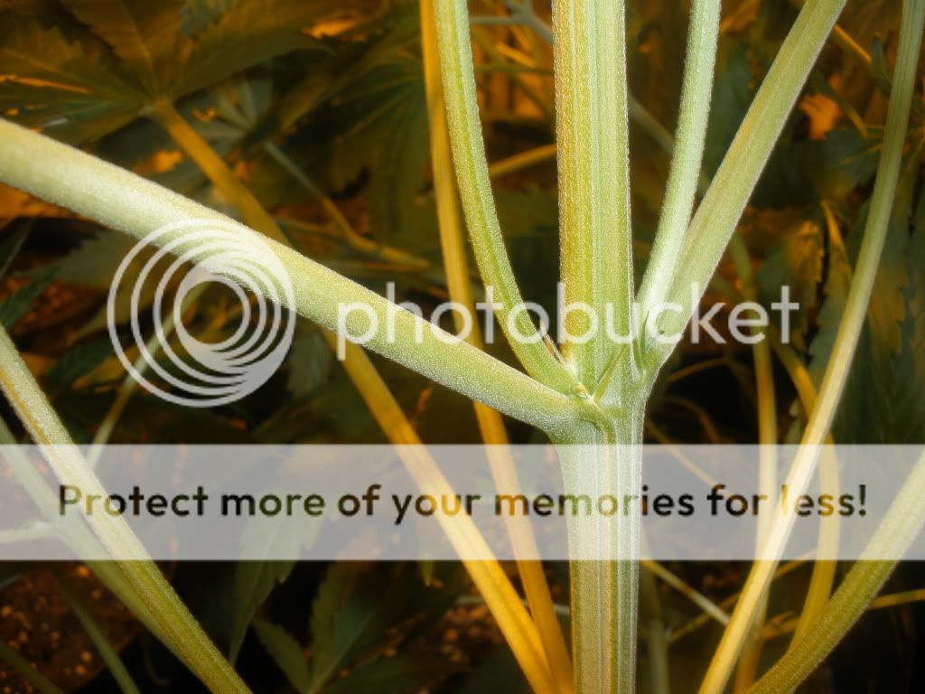 Showing sex already???????????????????? | Grasscity Forums - The #1 ...